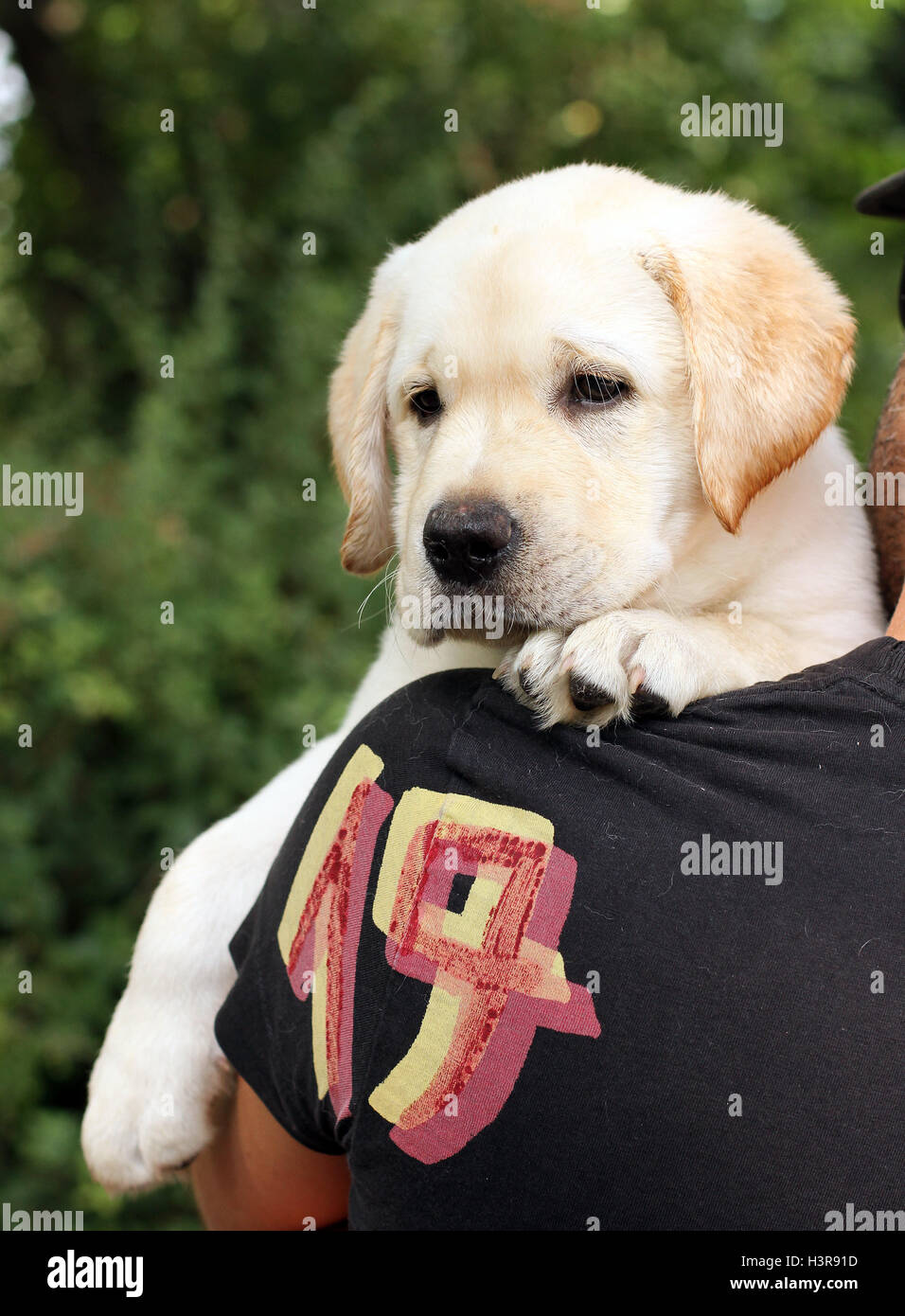 the little yellow labrador puppy a shoulder of a man Stock Photo - Alamy
