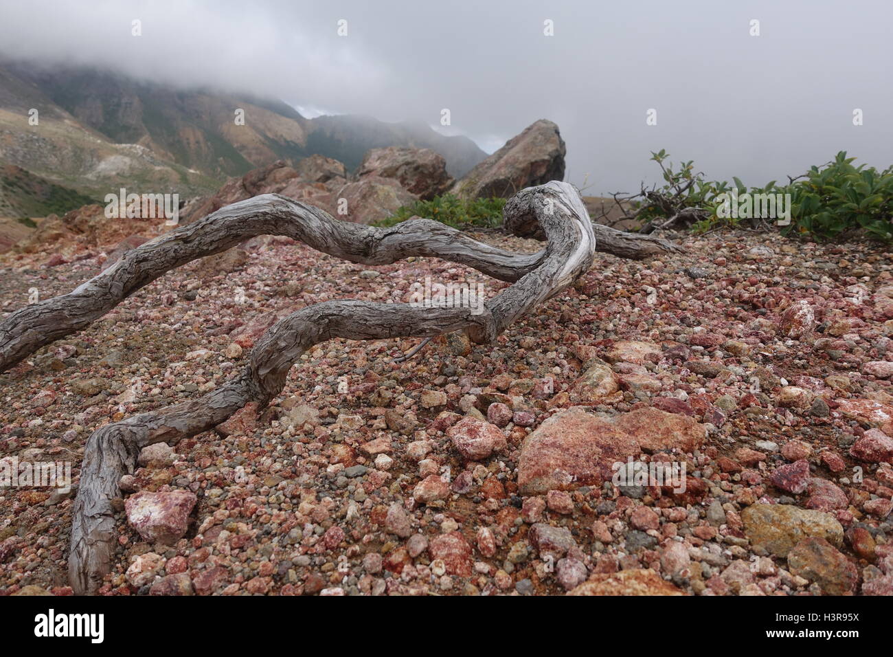 Wind Beaten Tree High Resolution Stock Photography and Images - Alamy