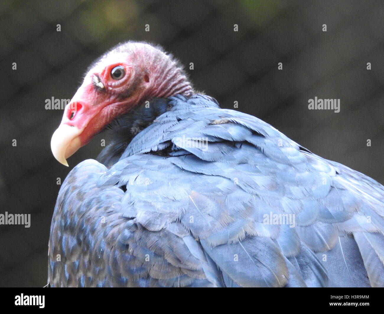 Bald vulture hi-res stock photography and images - Alamy