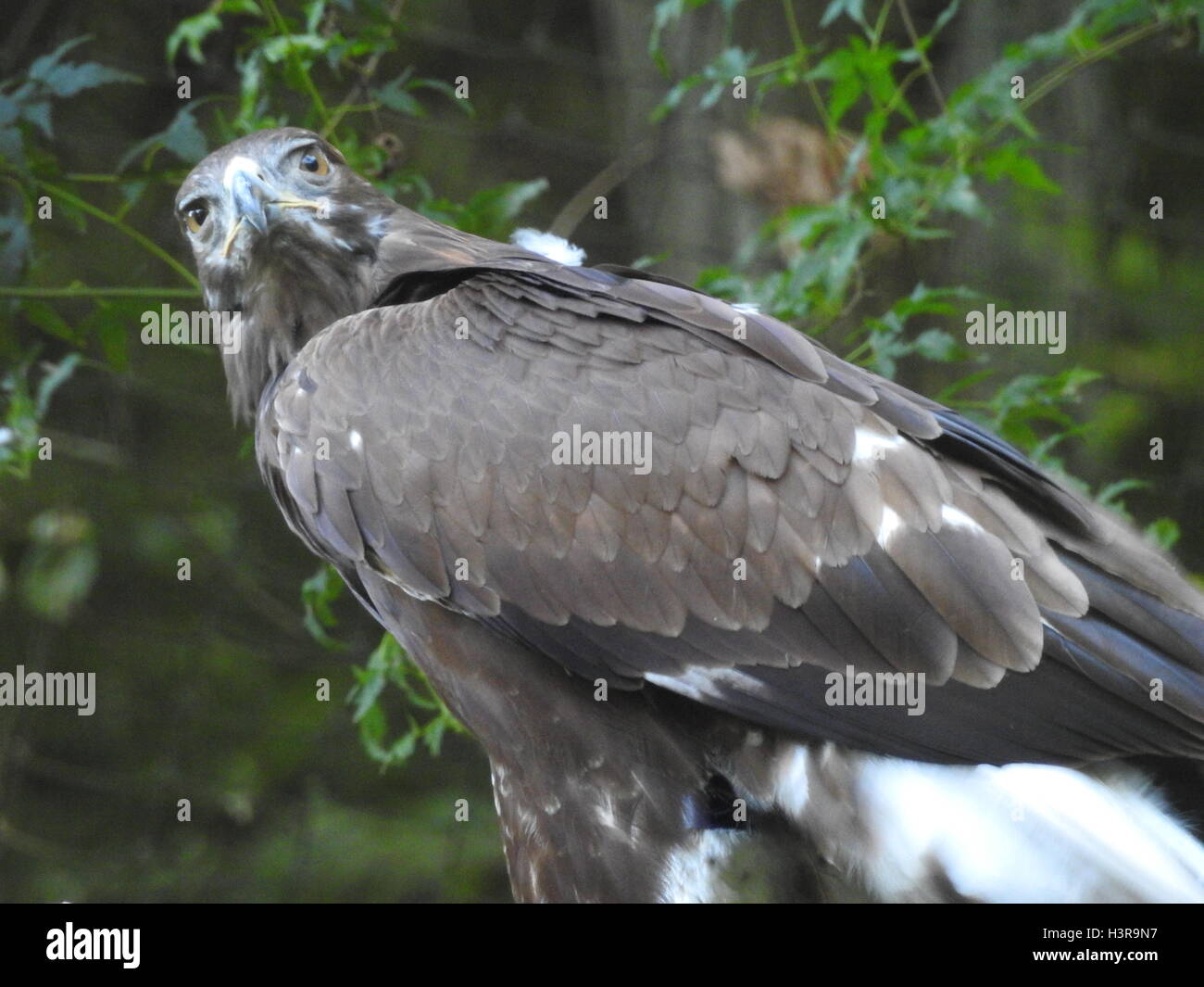 Most beautiful eagle hi-res stock photography and images - Alamy