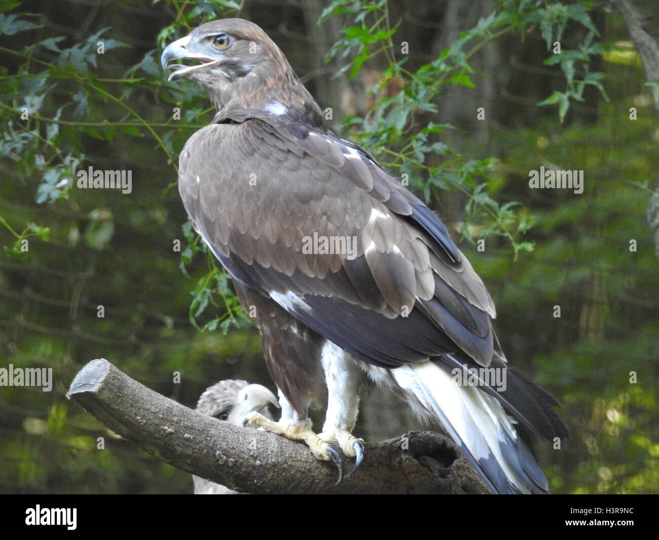 Incredible hunter, amazing bird Stock Photo - Alamy