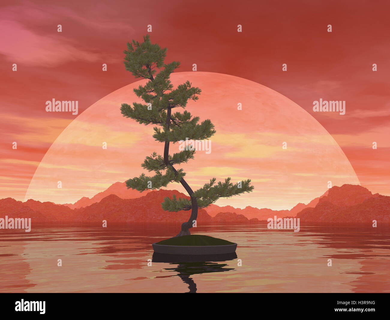 Scotch pine bonsai tree by red sunset over the water - 3D render Stock ...