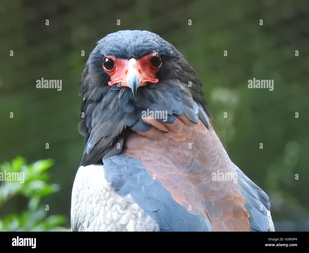 Proud Bateleur eagle, front on Stock Photo - Alamy
