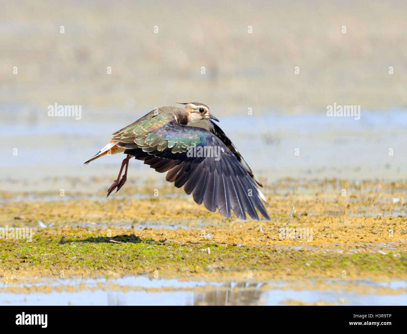 Flying lapwing hi-res stock photography and images - Alamy