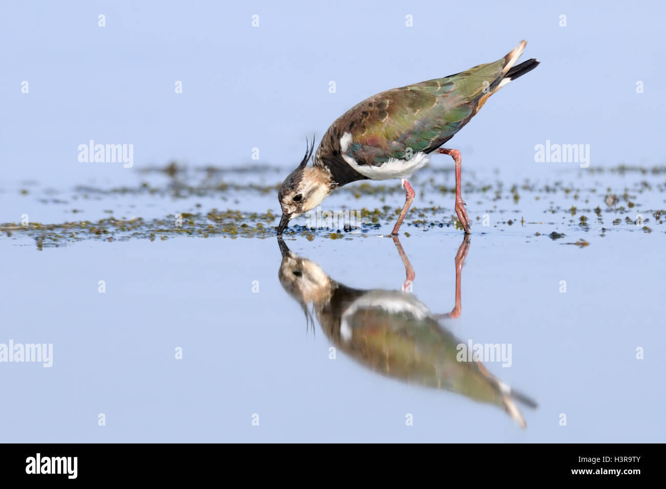 Reflected Northern Lapwing (Vanellus vanellus) feeding at Manych lake ...