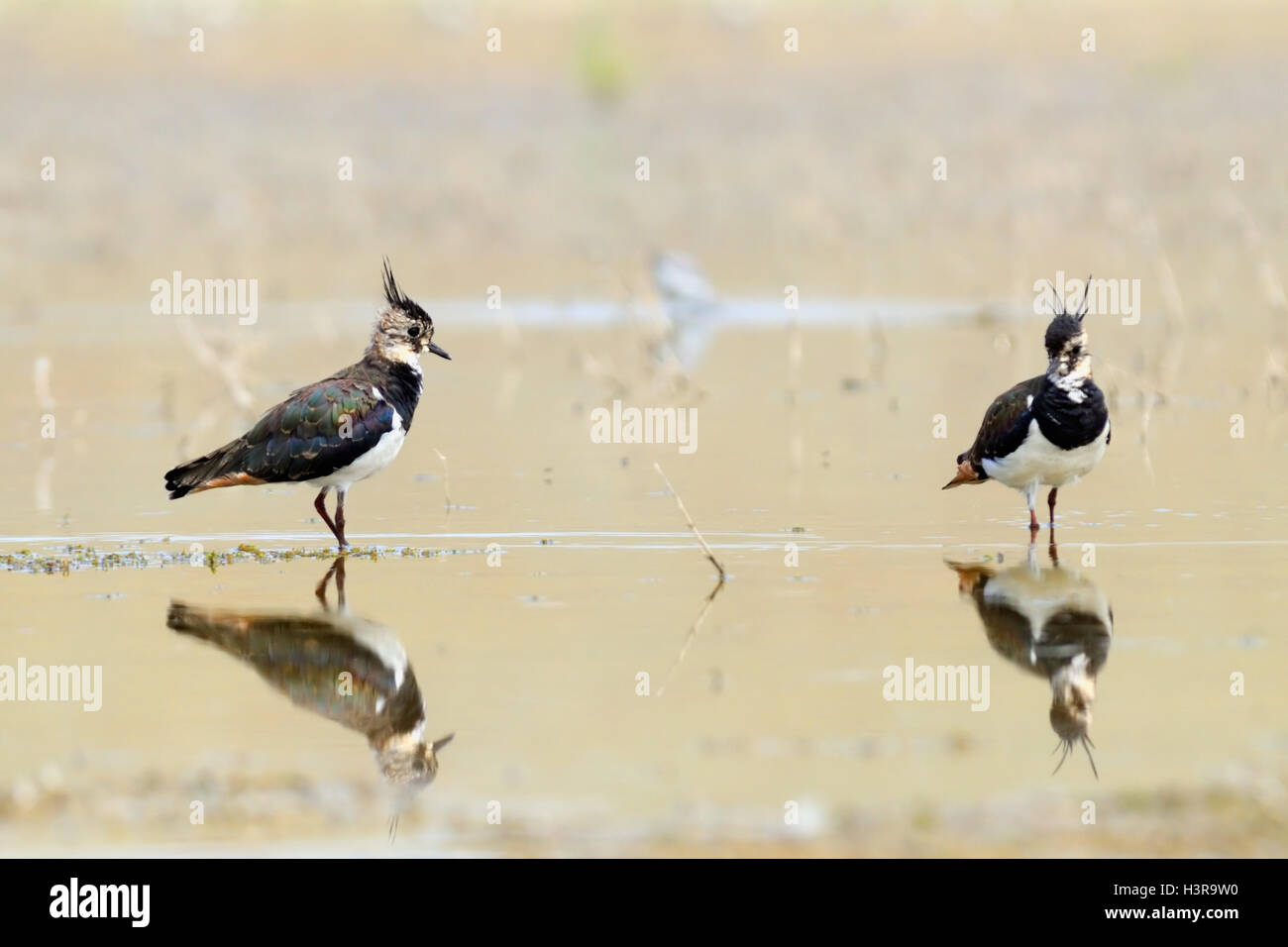 Two reflected Northern Lapwings (Vanellus vanellus) at shallow water of ...