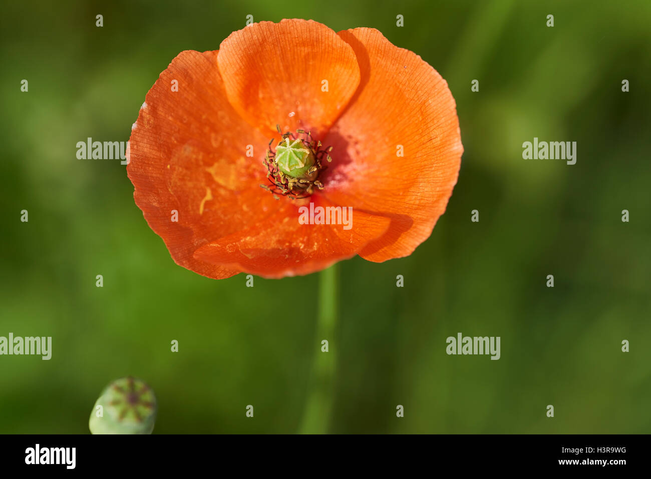 Orange poppys hi-res stock photography and images - Alamy
