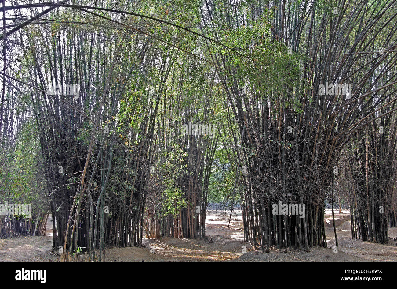 Clusters of bamboo plants in tropical forest in India Stock Photo - Alamy