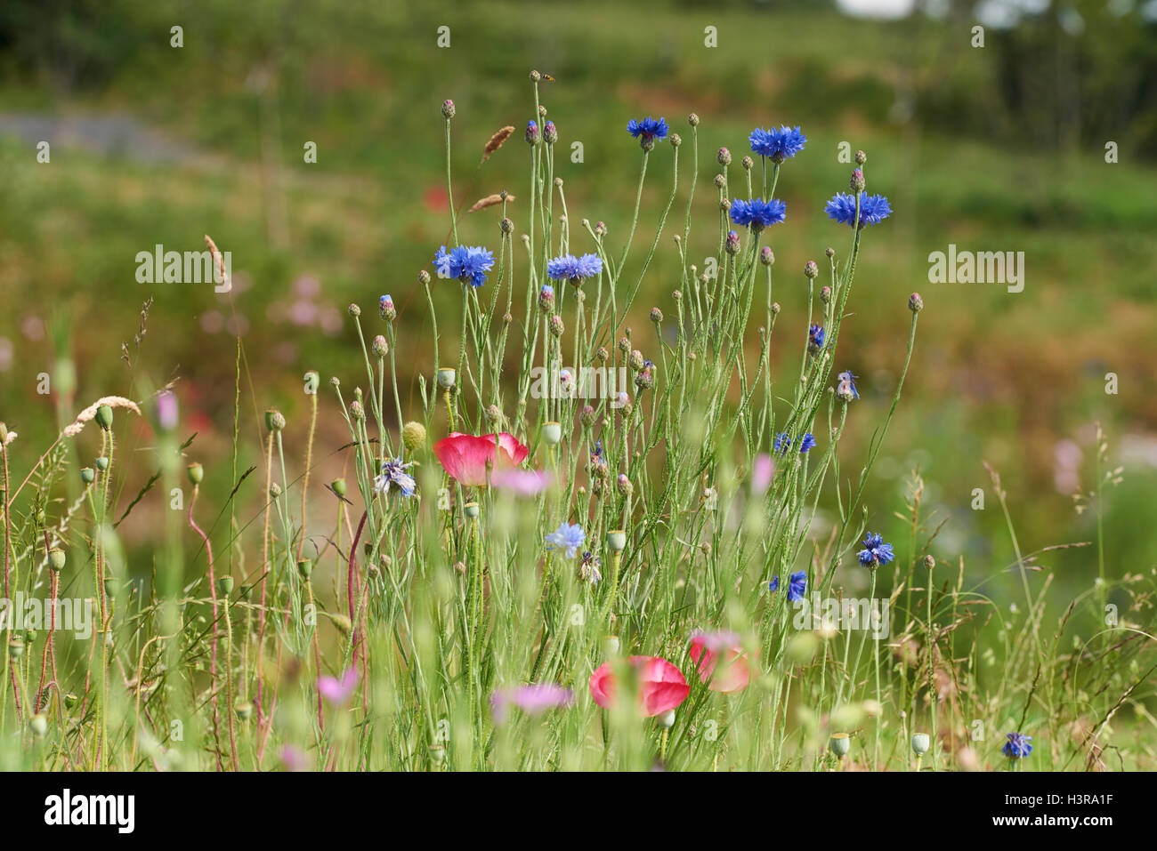 Set aside fields hi-res stock photography and images - Alamy