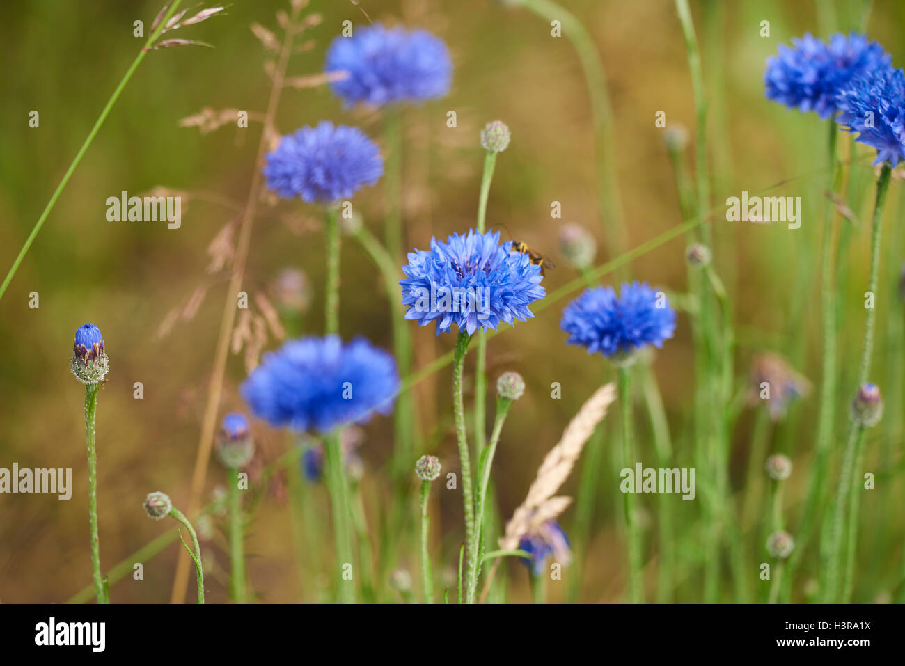 The wild fields hi-res stock photography and images - Alamy