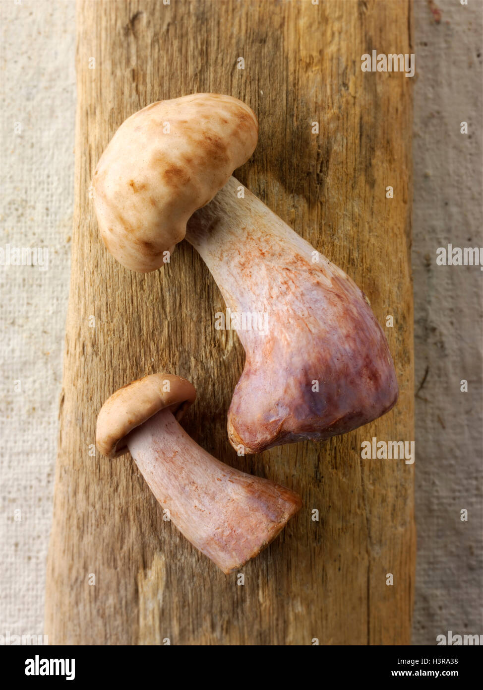 Fresh picked wiild organic Pied Bleu Mushrooms (Clitocybe nuda ...