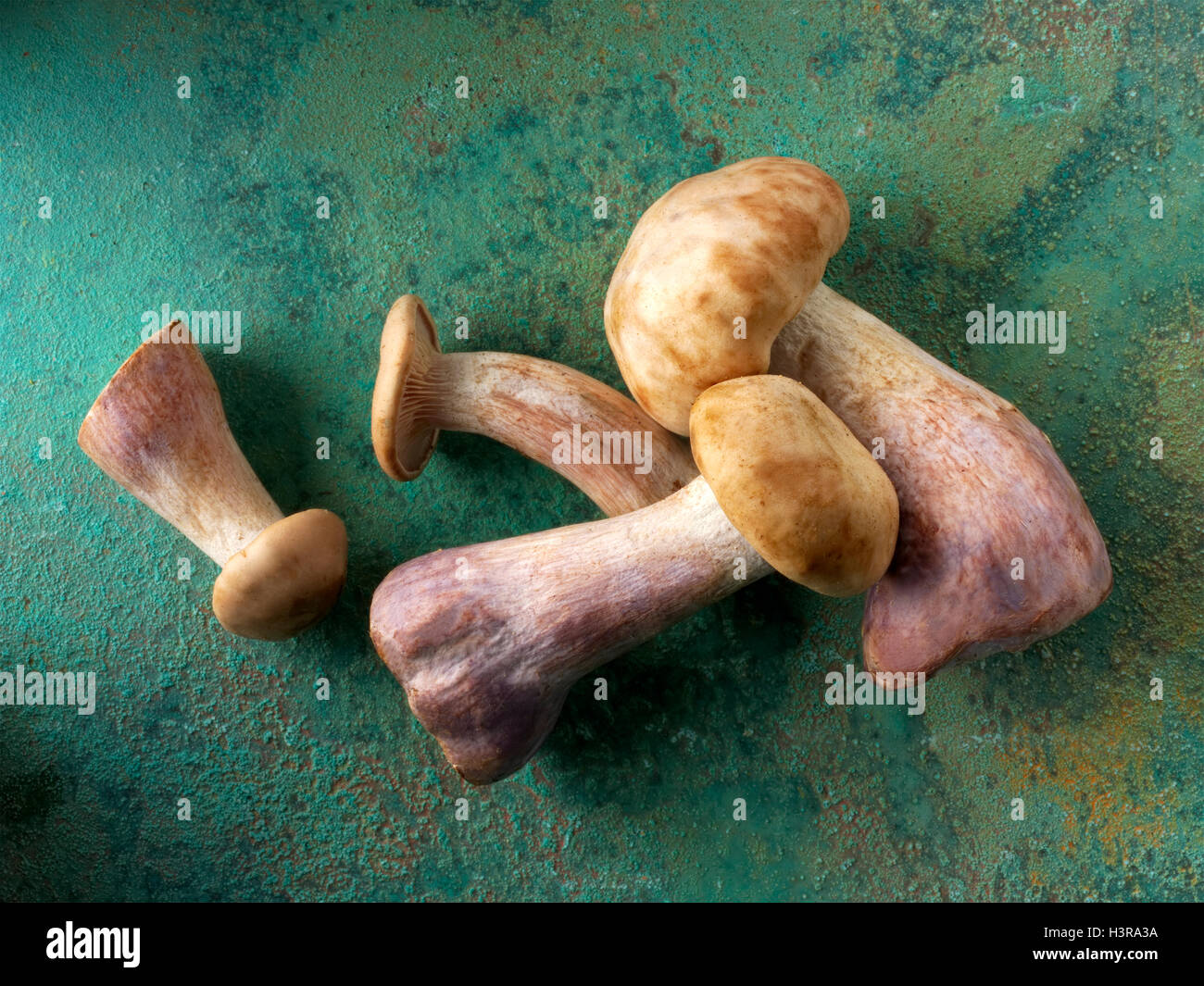 Fresh picked wiild organic Pied Bleu Mushrooms (Clitocybe nuda ...