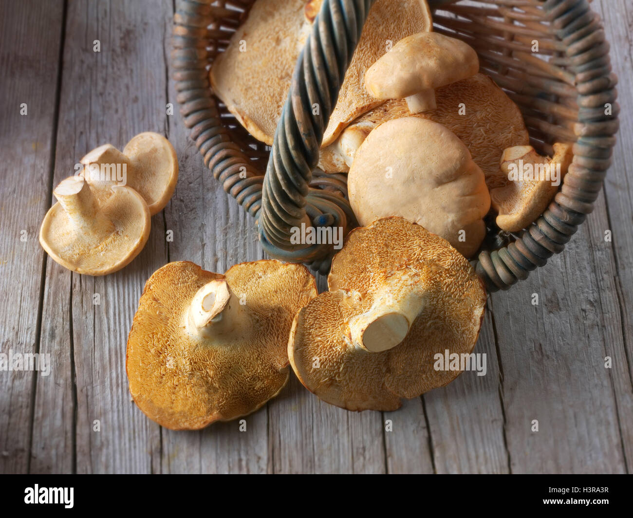 Pied de mouton mushroom hi-res stock photography and images - Alamy