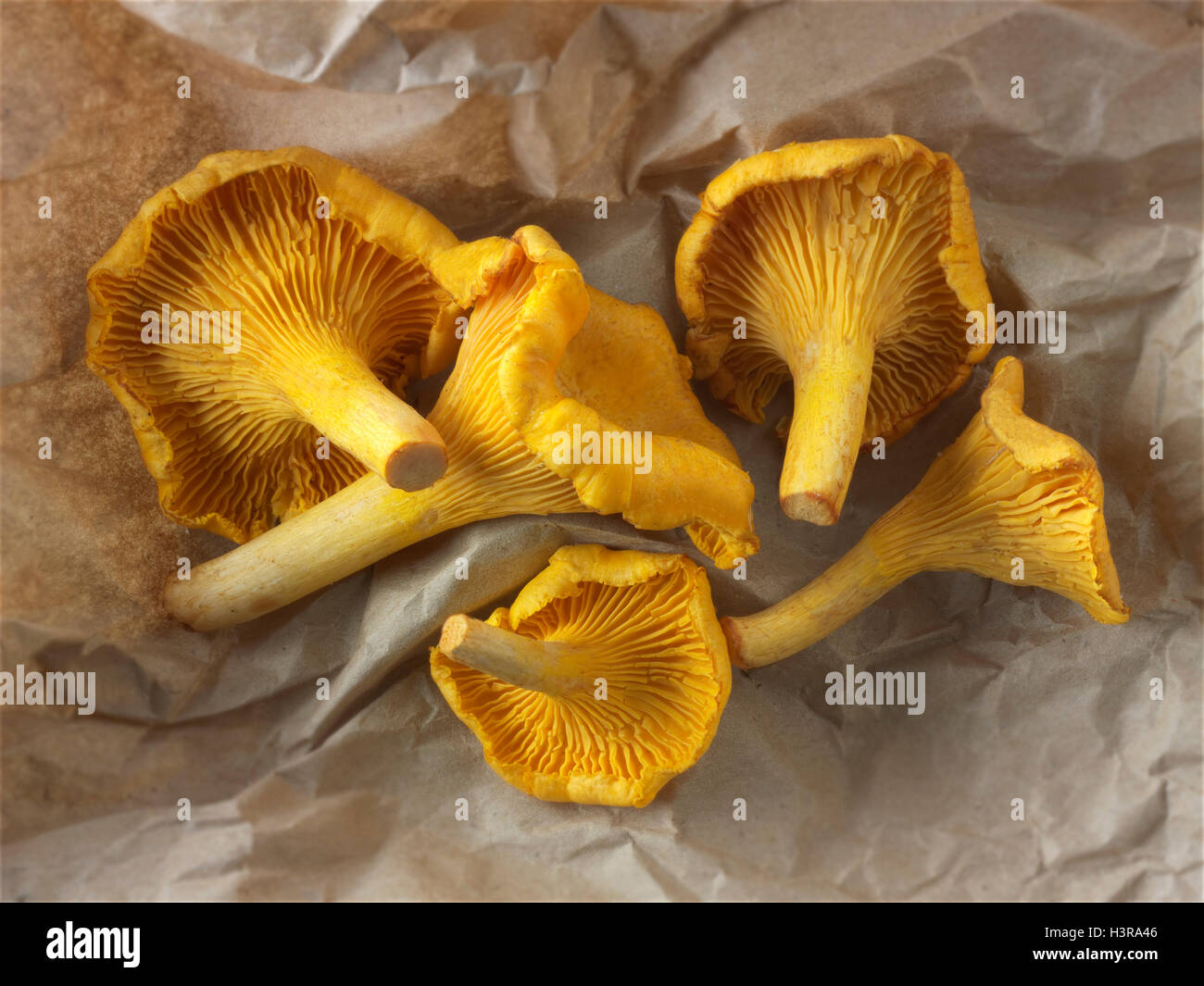 Mushrooms Girolles High Resolution Stock Photography and Images - Alamy