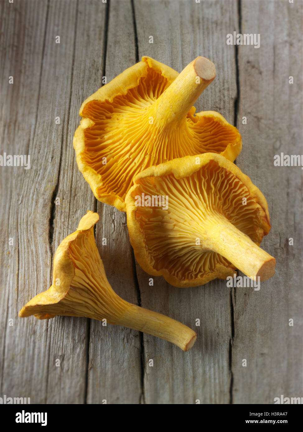 Fresh picked wild organic chanterelle or girolle Mushrooms ...