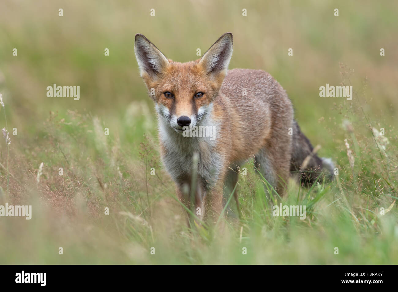 Red Fox (Vulpes Vulpes Stock Photo - Alamy