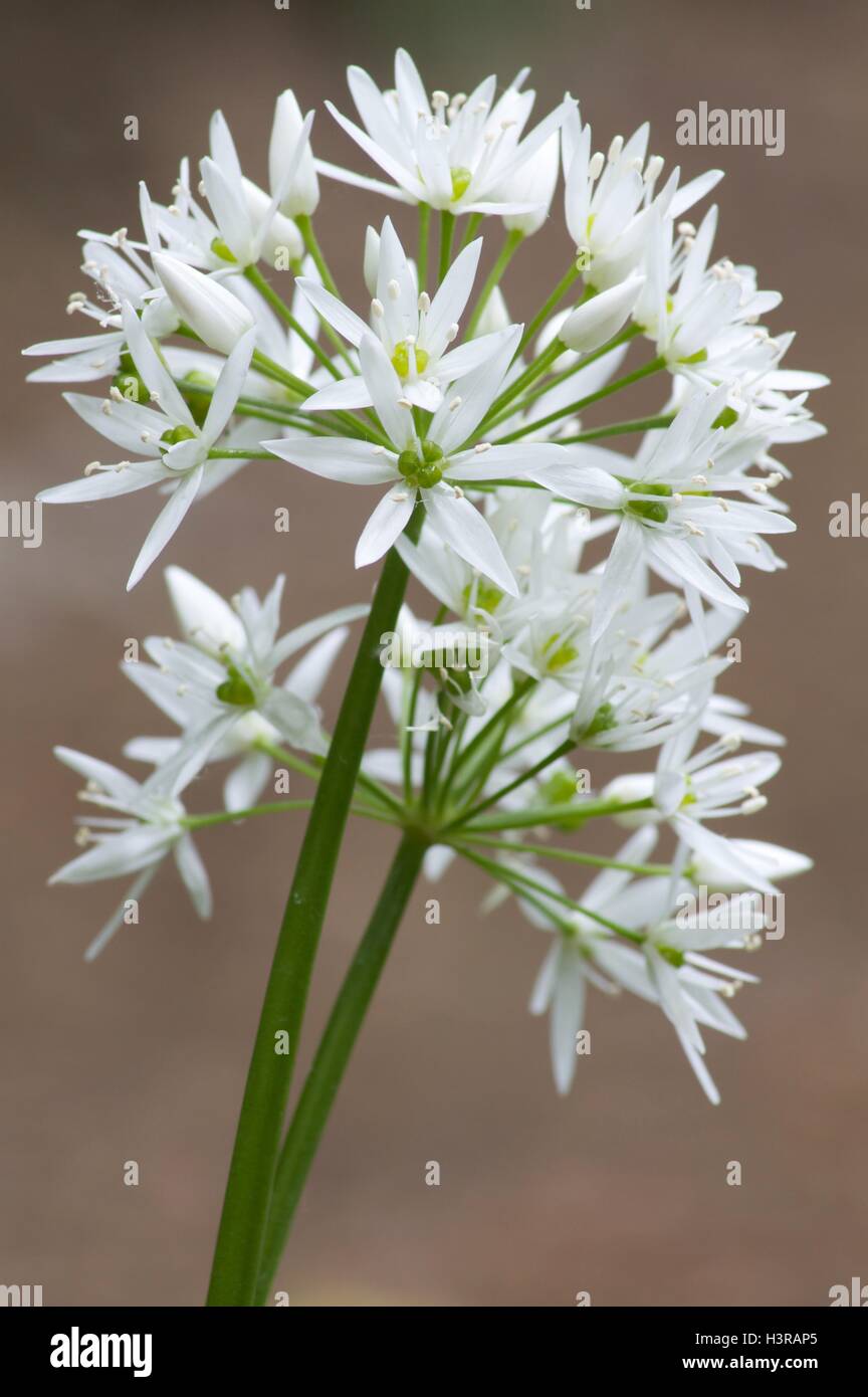 Ramson flower head, also known as wild garlic Stock Photo - Alamy