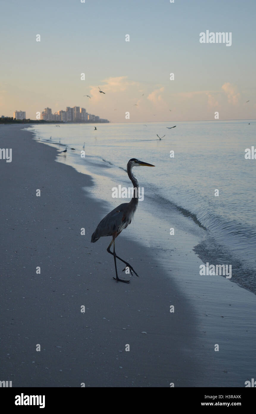 Great blue heron at dawn at the water's edge Stock Photo - Alamy