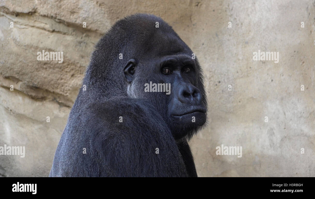 Gorilla Head High Resolution Stock Photography and Images - Alamy