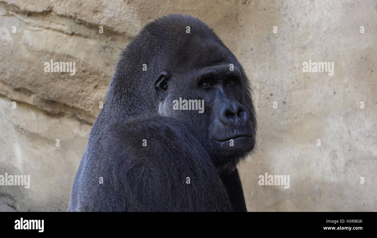 Silverback Gorilla Head Side View High Resolution Stock Photography and ...