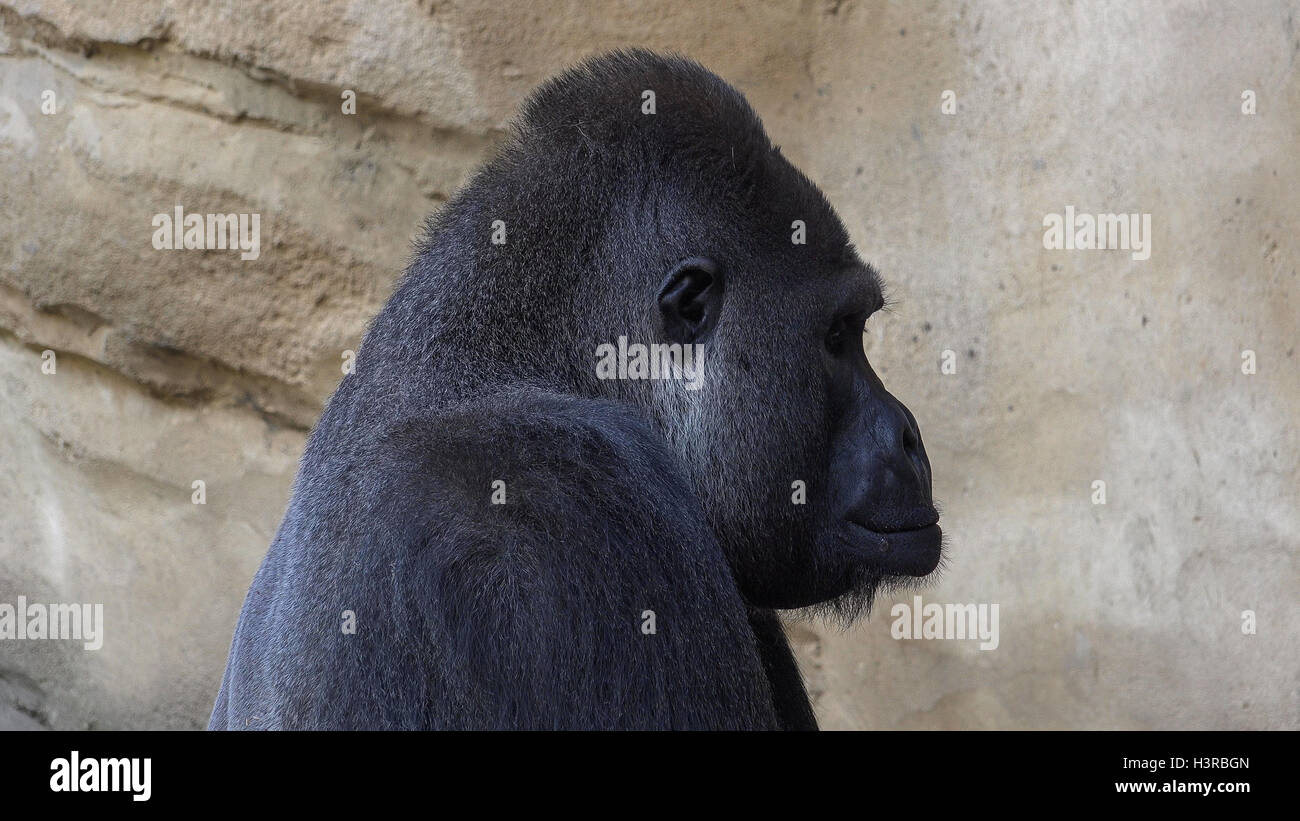 Silverback Gorilla Head Side View High Resolution Stock Photography and ...