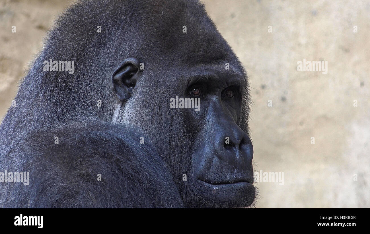 Silverback Gorilla Head Side View High Resolution Stock Photography and ...