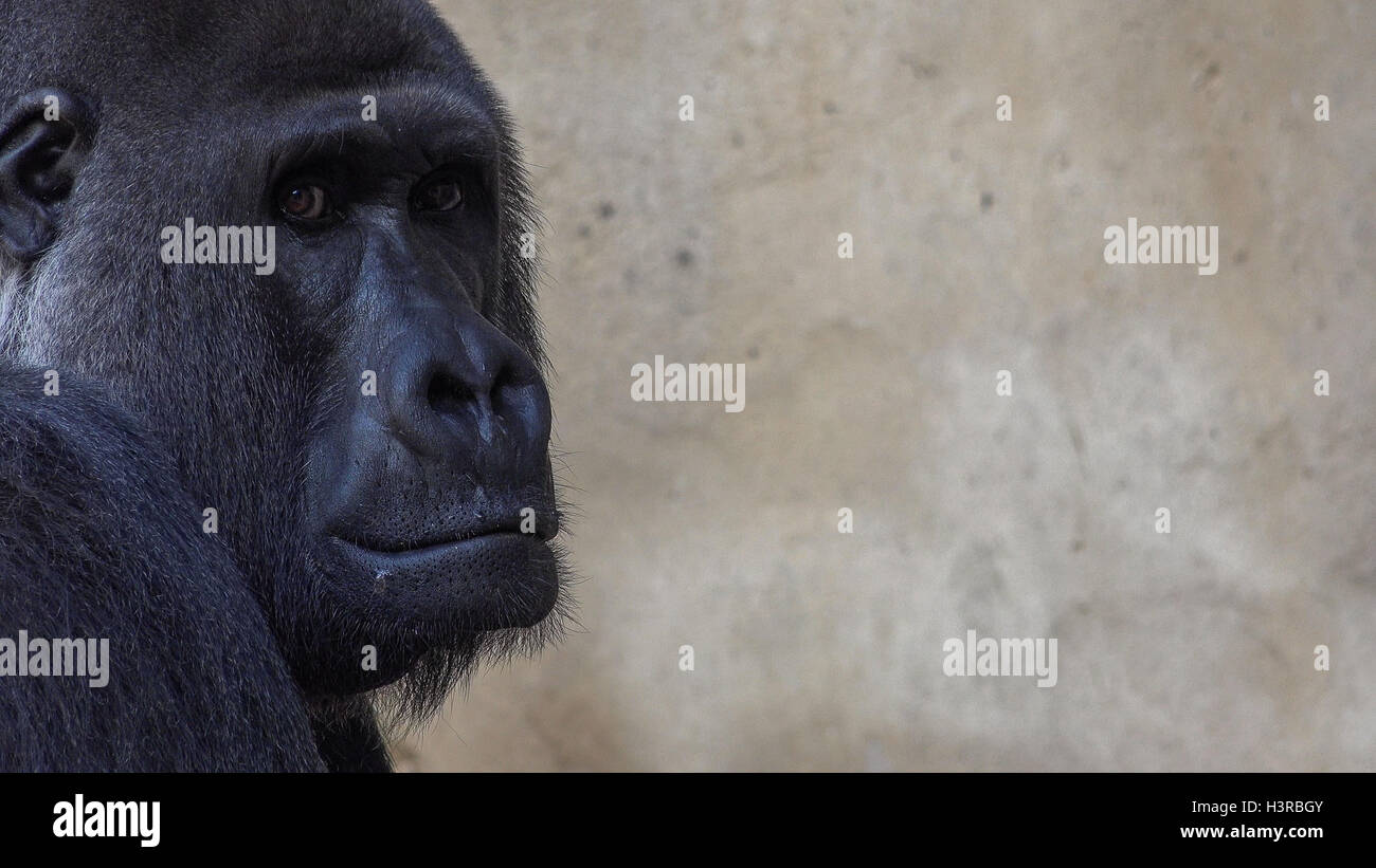 Silverback Gorilla Head Side View High Resolution Stock Photography and ...