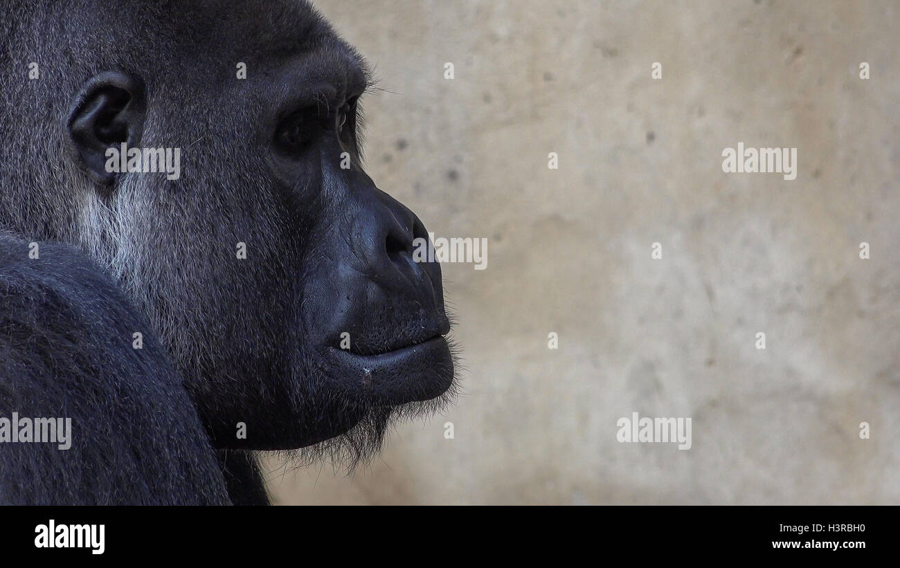 Silverback Gorilla Head Side View High Resolution Stock Photography and ...