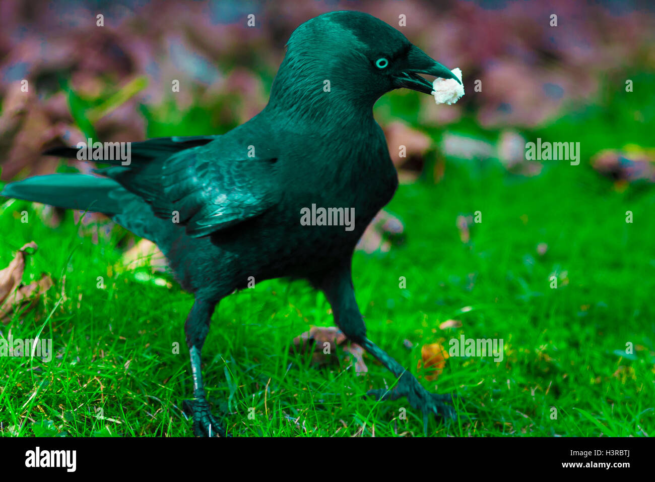 surreal luminous bird Stock Photo - Alamy