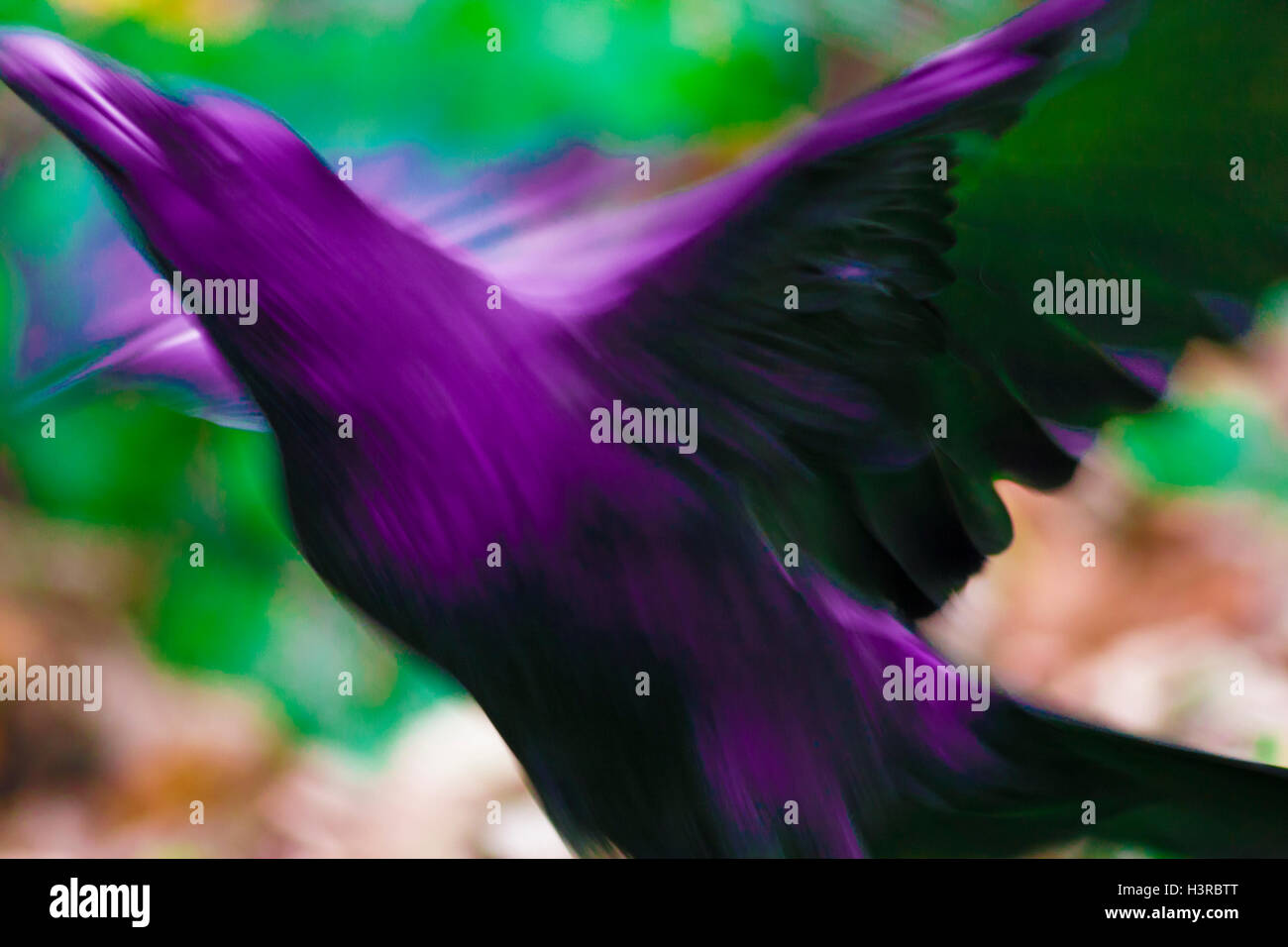 surreal luminous bird in flight Stock Photo - Alamy