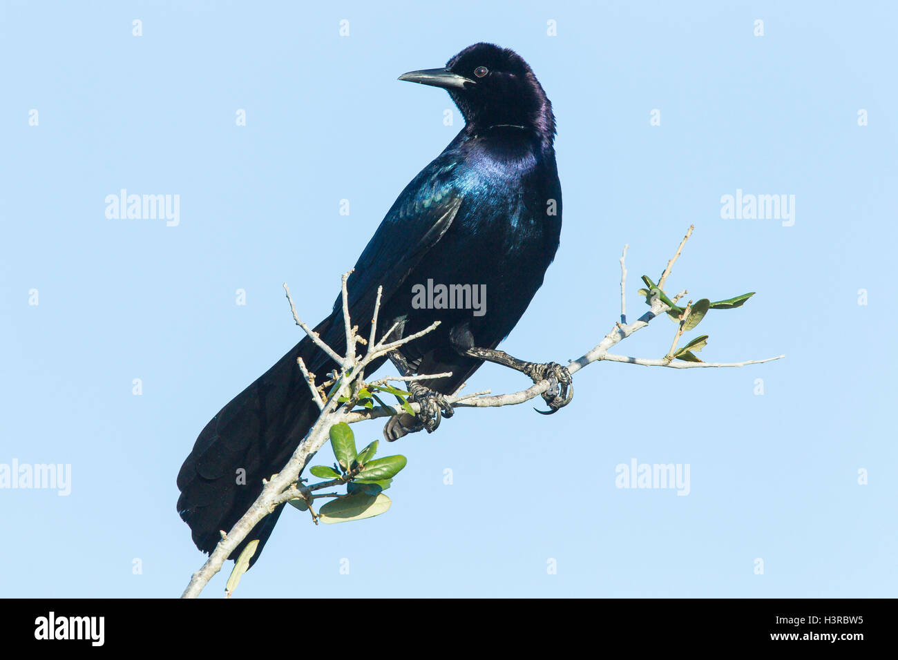 boat-tailed grackle (Quiscalus major) adult male perched in tree ...