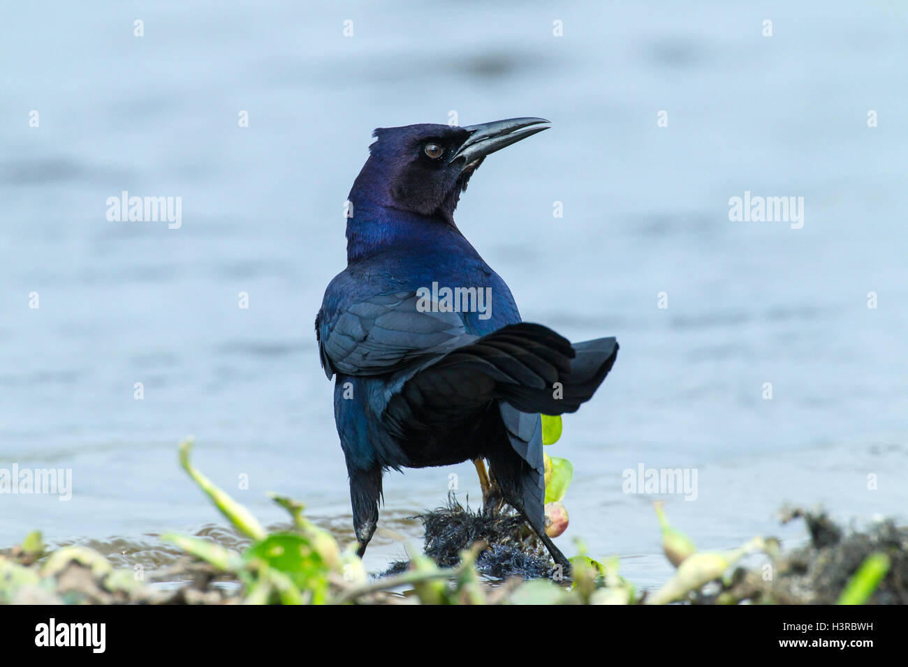 boat-tailed grackle (Quiscalus major) adult male standing on ground ...