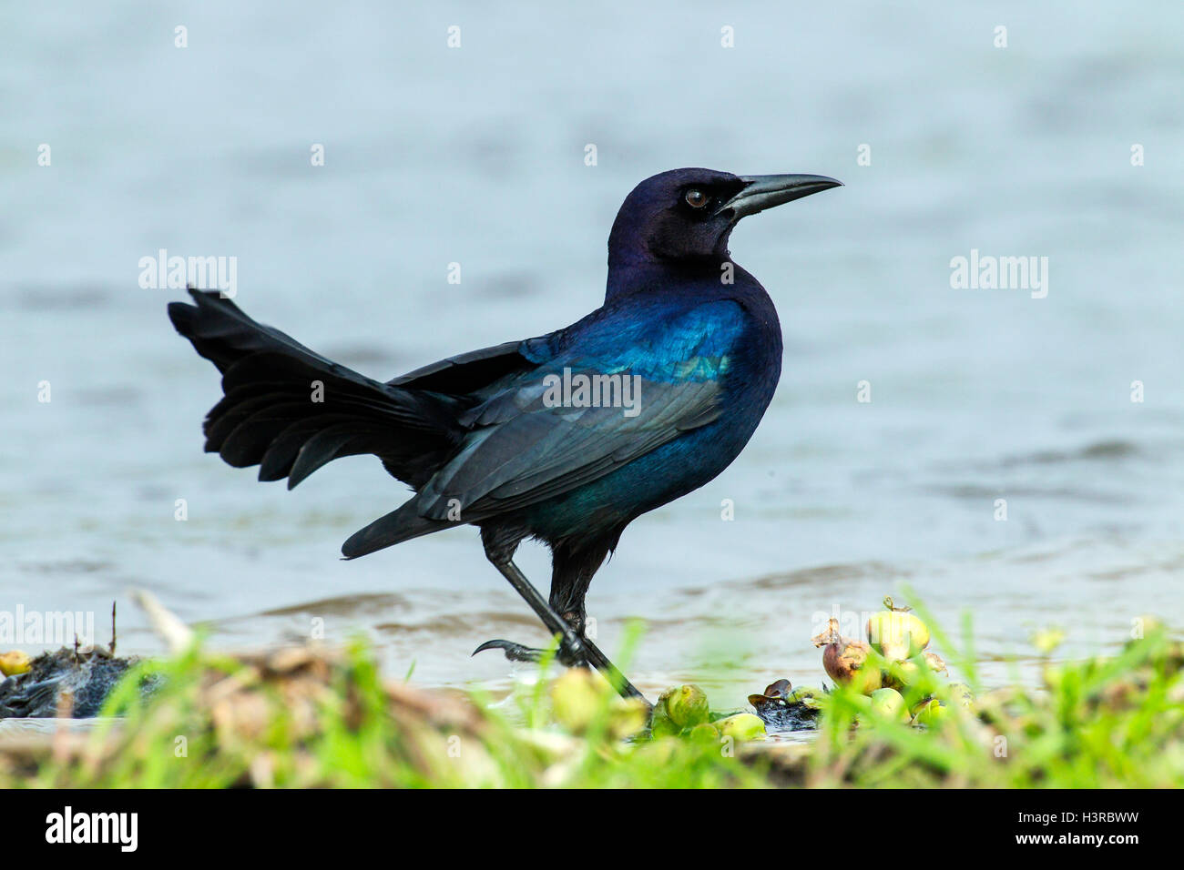 Boat tail grackle hi-res stock photography and images - Alamy