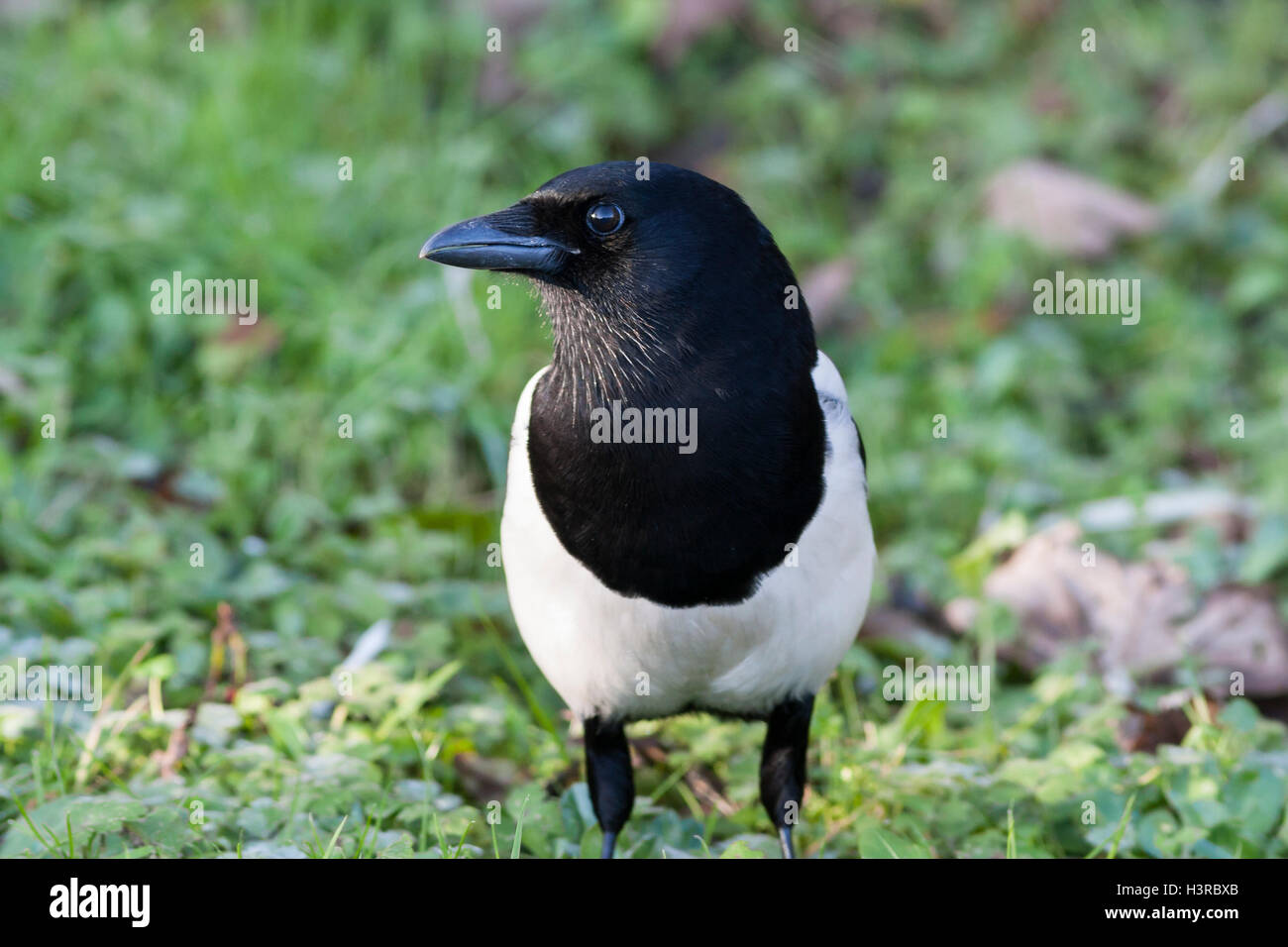 magpie pica pica Stock Photo - Alamy