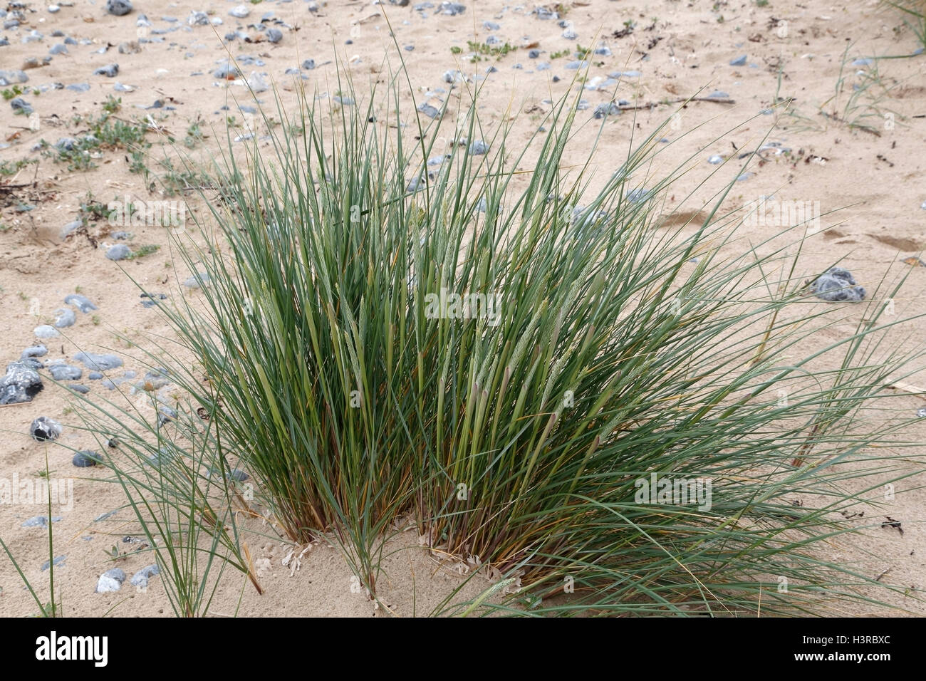 marram grass (Ammophila species) growing on sandy beach, Norfolk ...