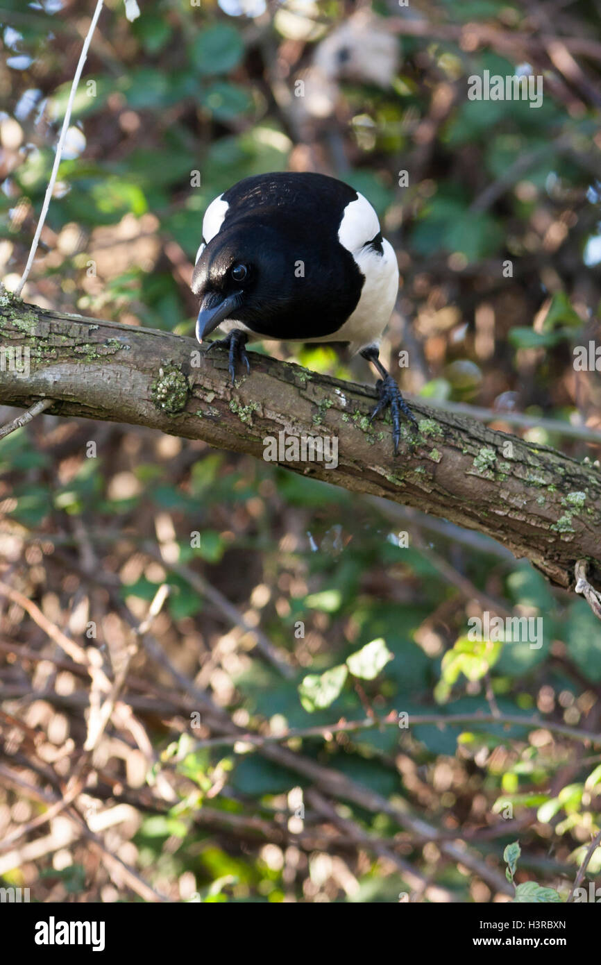 magpie pica pica Stock Photo - Alamy