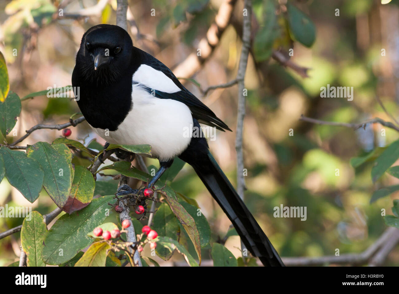 magpie pica pica Stock Photo - Alamy
