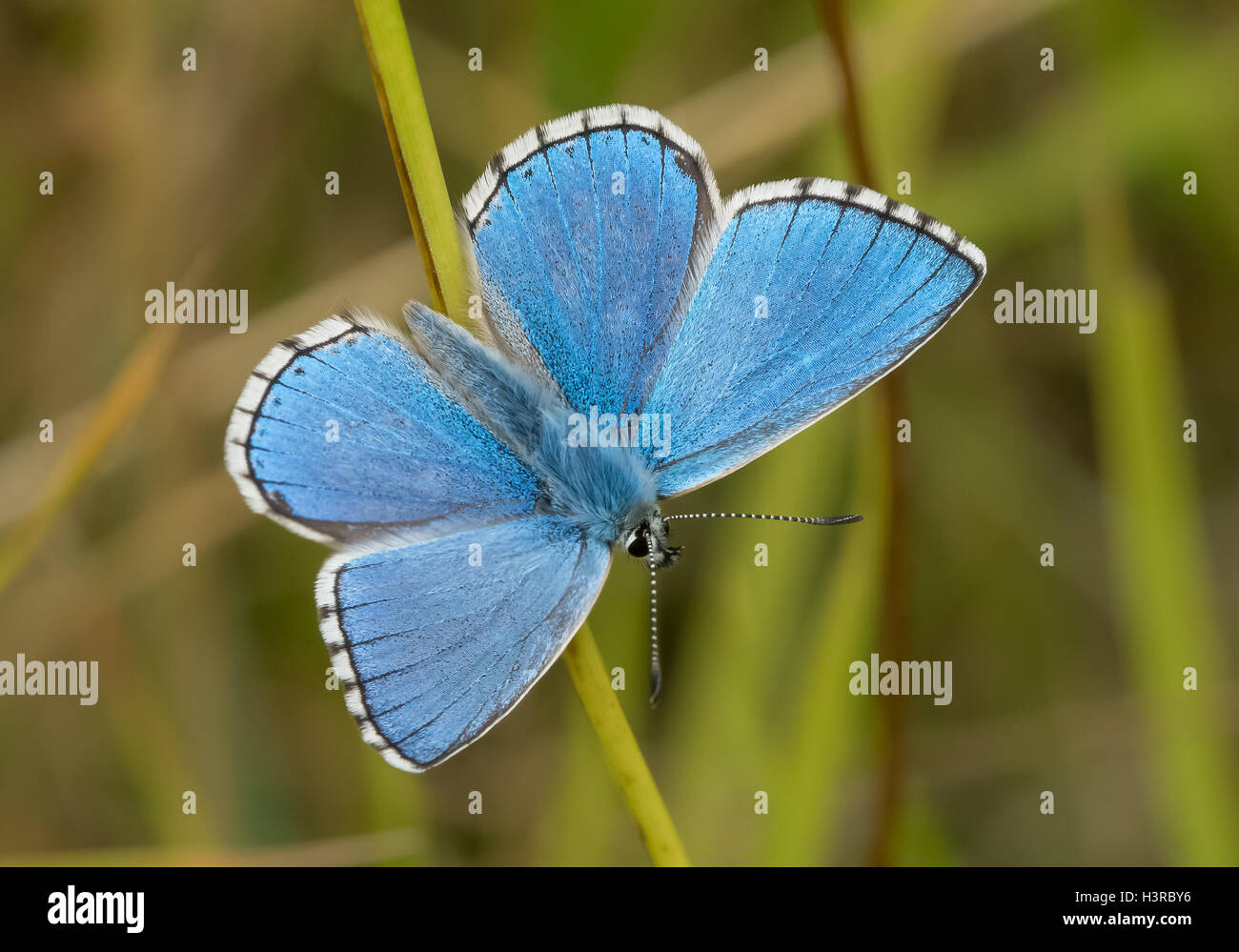 Male Adonis Blue butterfly (Polyommatus / Lysandra bellargus Stock ...
