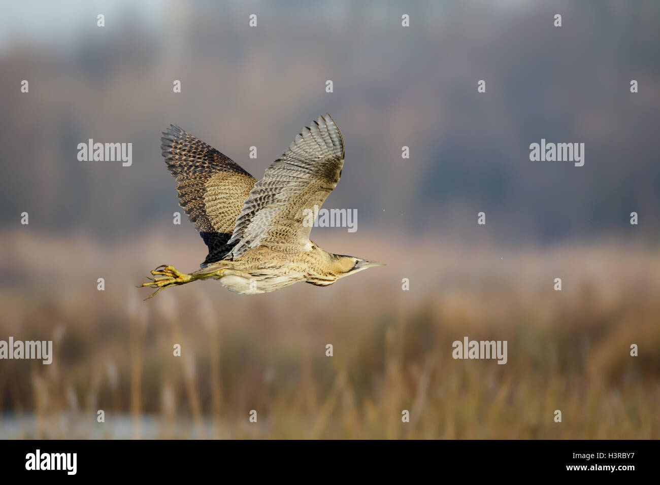 Depiction of Great Bittern (Botaurus stellaris) flying across reedbed ...
