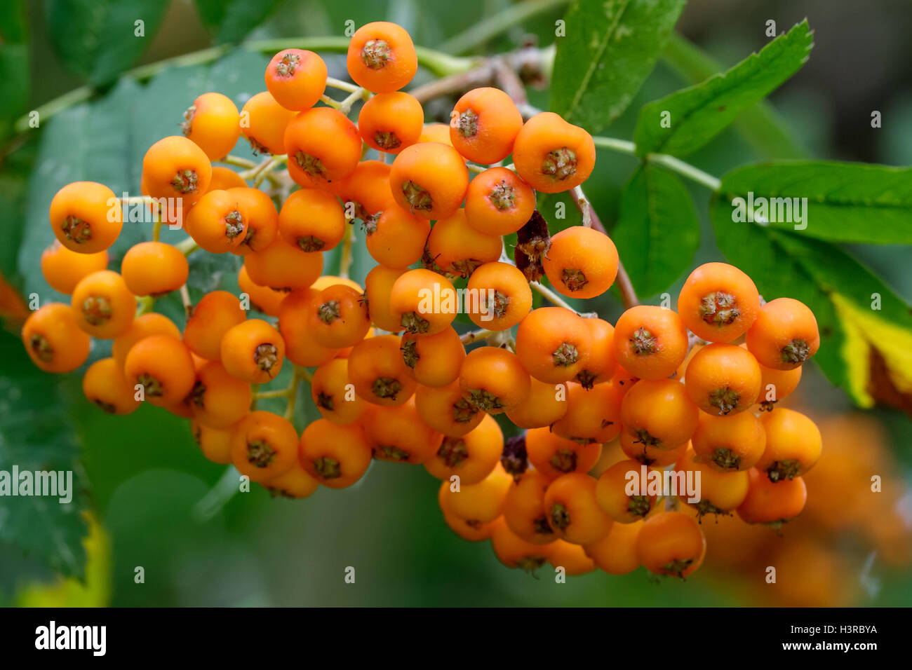 Rowan berries hi-res stock photography and images - Alamy
