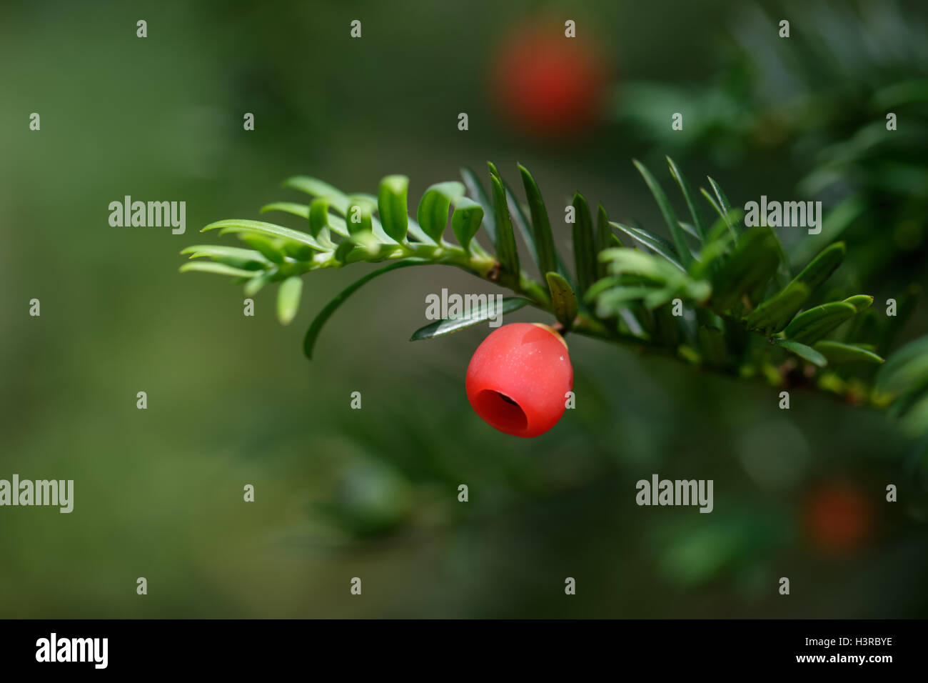 European yew tree taxus hi-res stock photography and images - Alamy
