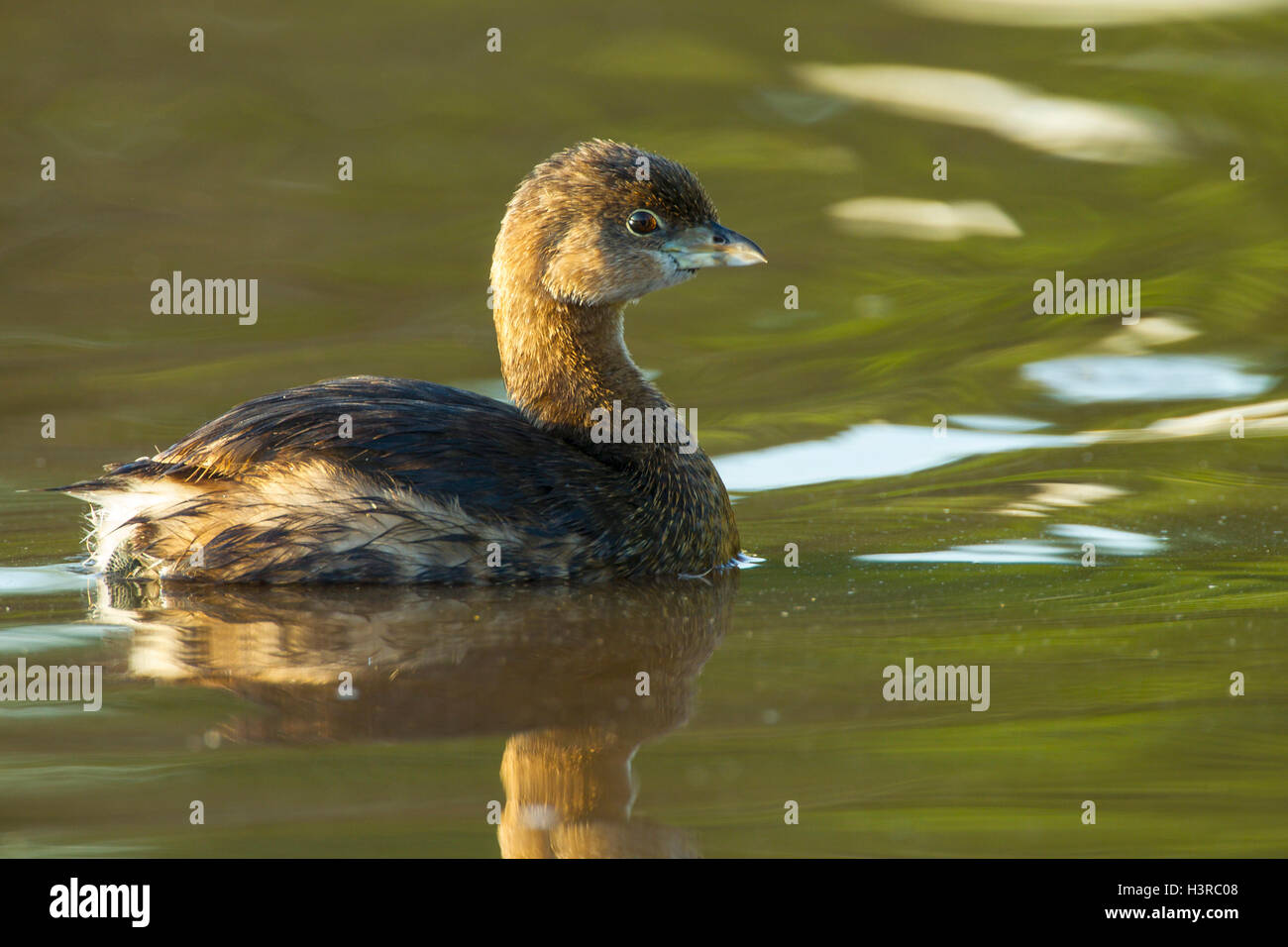 pied-billed grebe (Podilymbus podiceps) adult swimming on water ...