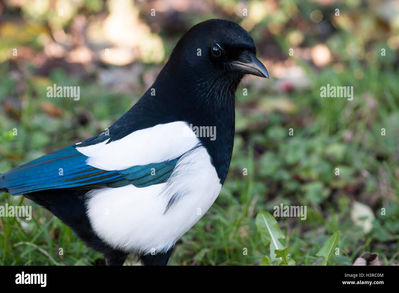 magpie pica pica Stock Photo - Alamy