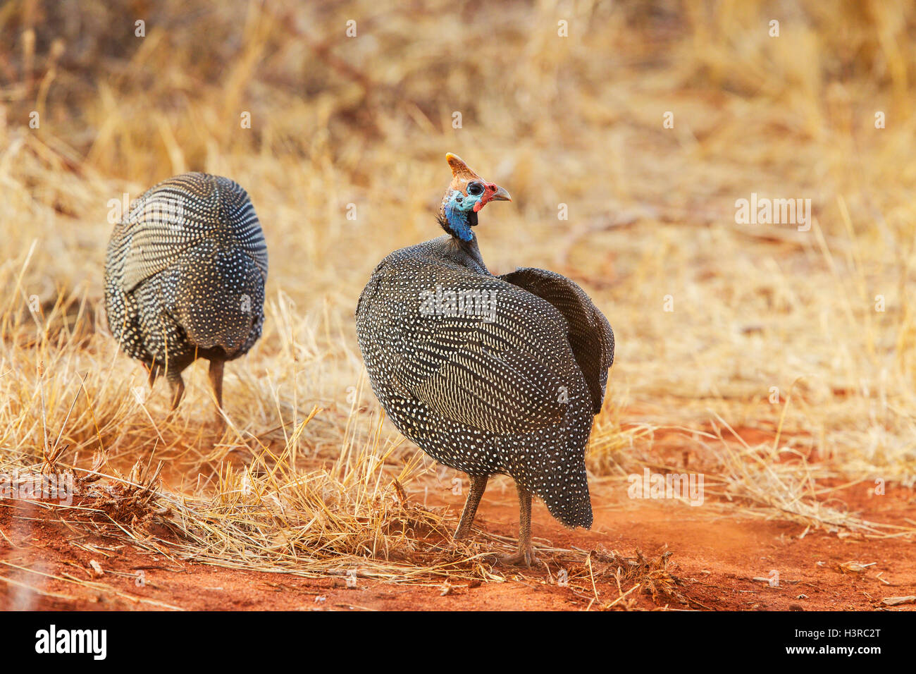 helmeted guineafowl (Numida meleagris) two adults standing on soil in ...