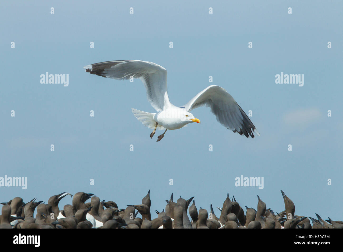 herring gull (Larus argentatus) adult flting over breeding colony ...