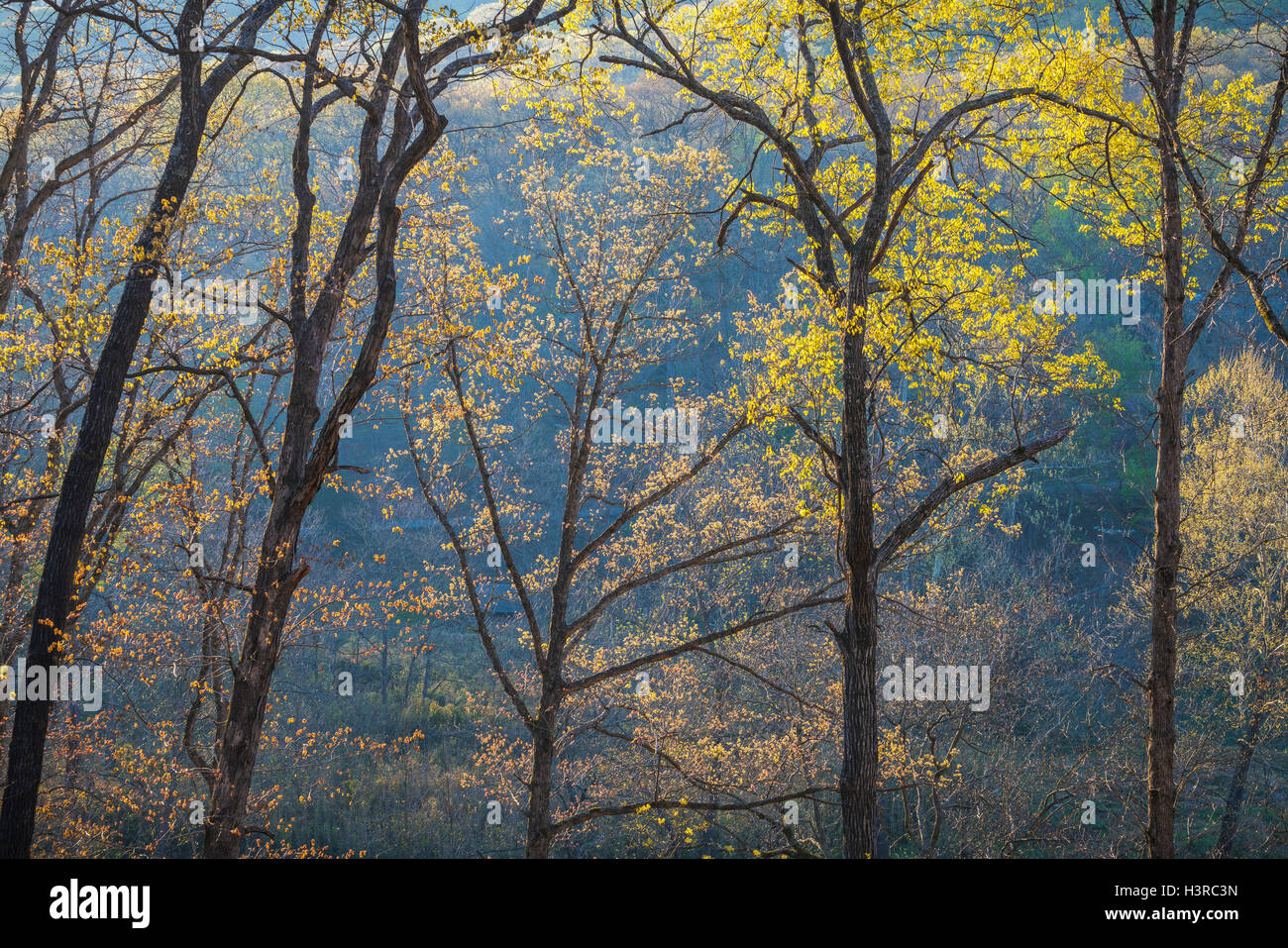 Devil's Den State Park, Arkansas: Morning sun in the early spring ...