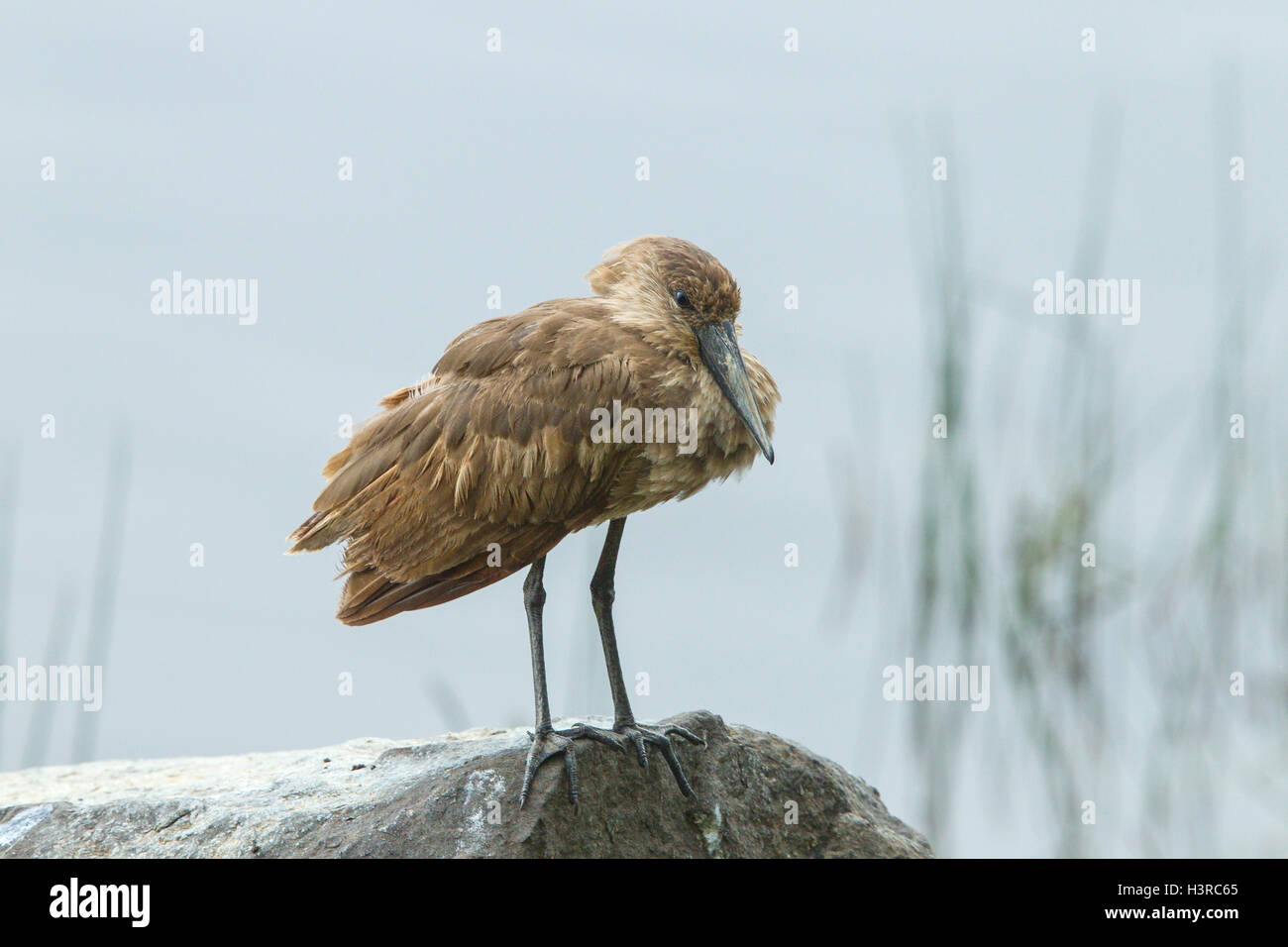 hammerkop stork (Scopus umbretta) adult preening near water in Masai ...