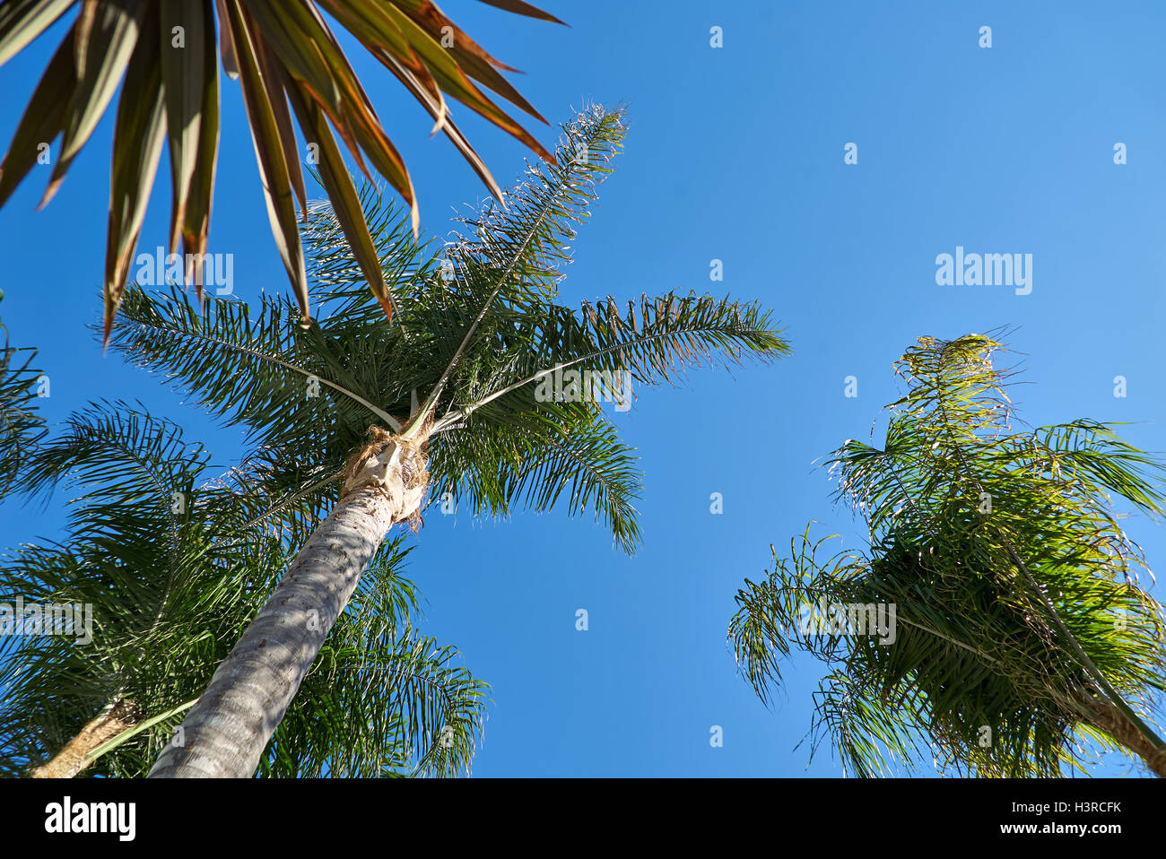 View of palm trees against sky Stock Photo - Alamy