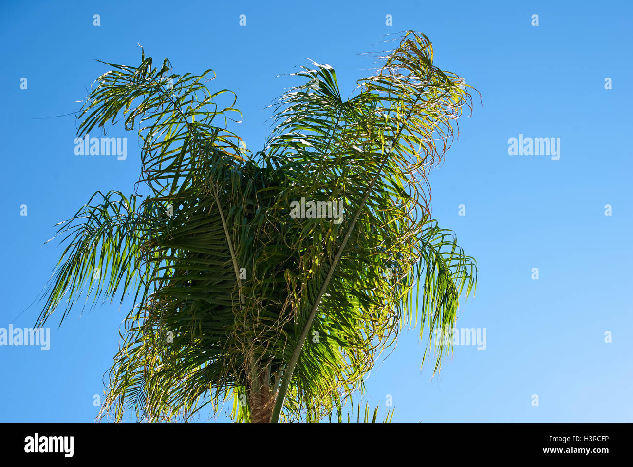 White palm tree trunks hi-res stock photography and images - Alamy