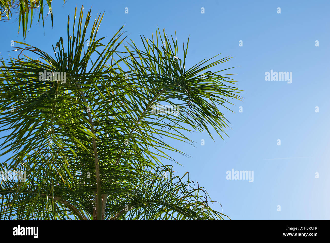 View of palm trees against sky Stock Photo - Alamy